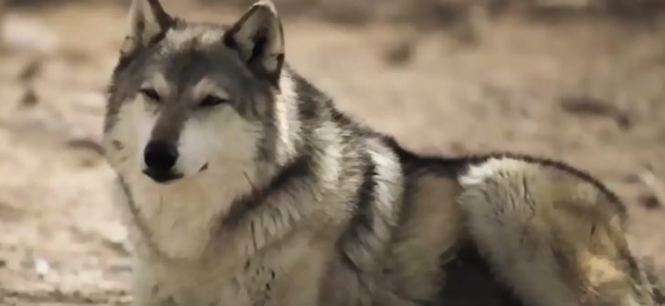 La aparición de los primeros lobos | La cocina de Bender